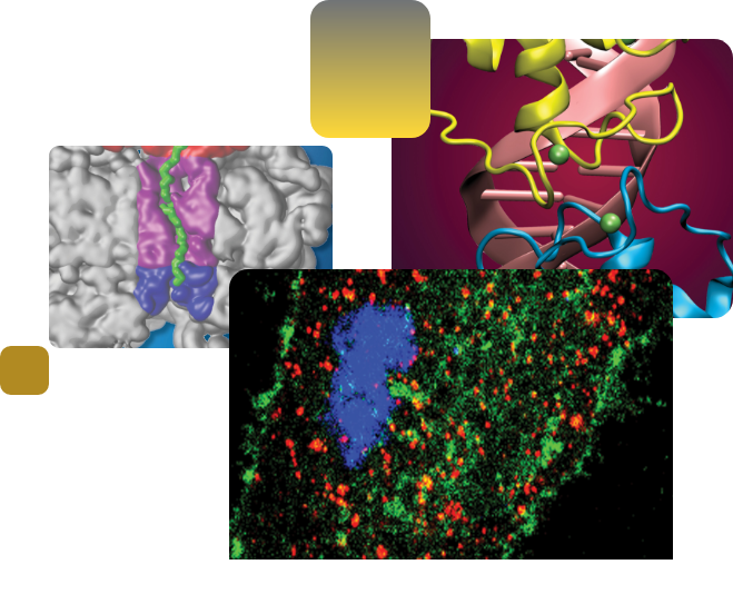 Biological/Biochemistry - American Chemical Society