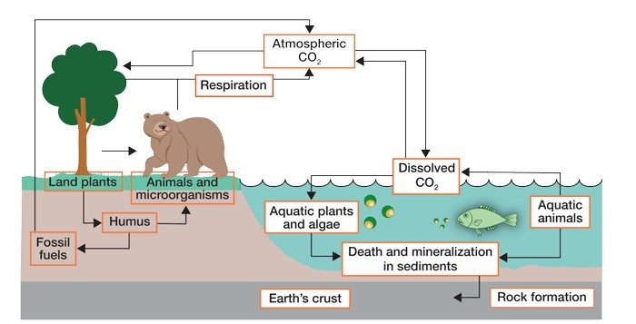 From Pond Scum to Product: The Chemistry of Algae - American Chemical ...