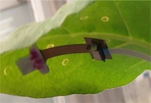 Plant patch can detect stress signals in real time - American Chemical ...