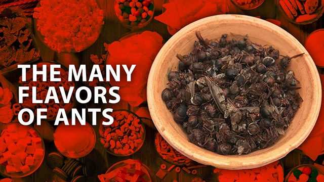 What makes different ants taste the way they do? | Headline Science ...