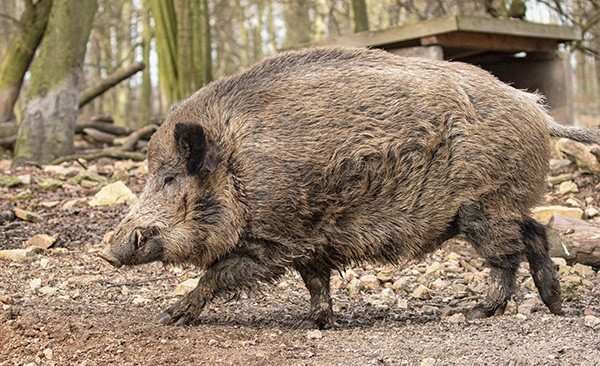 Nuclear weapons tests are unappreciated source of radioactivity in ...