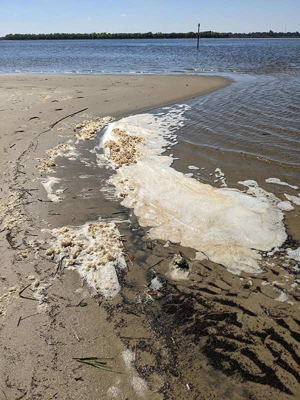 Sea foam could contain more ‘forever chemicals’ than water below, study ...